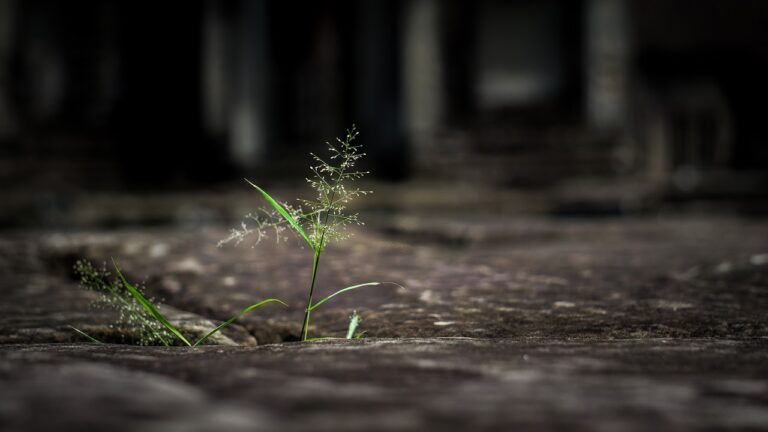 Mut - Eine Erkundung von Definitionen, Psychologie und Auswirkungen ...